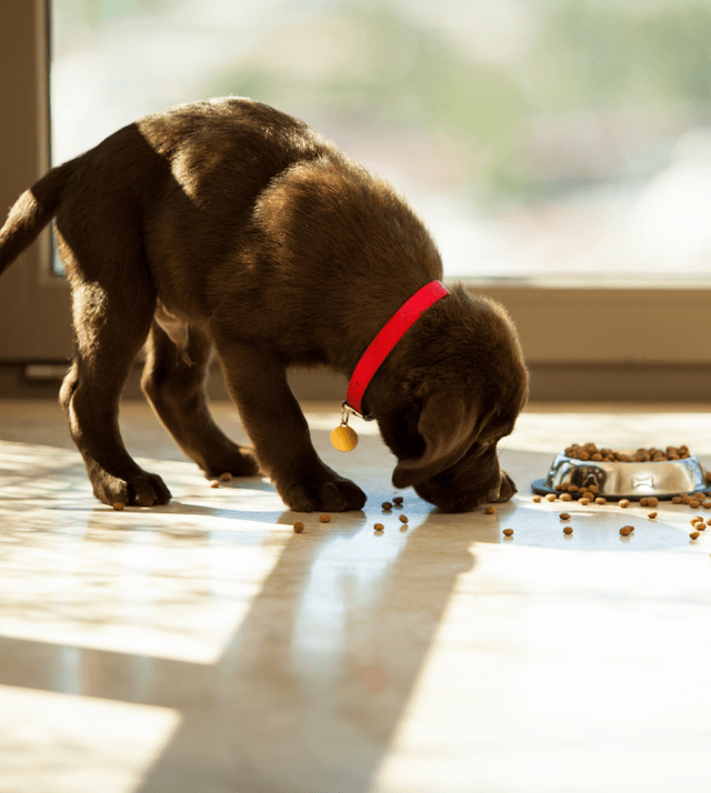 Puppy Food Bank - Ending Pet Hunger Across America